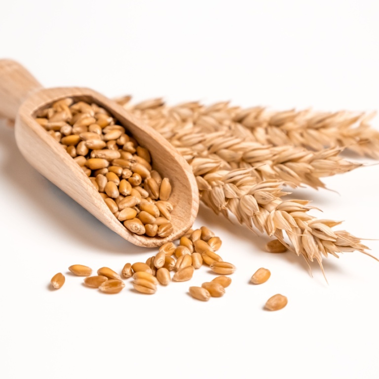 Simak 5 Manfaat Gandum Bagi Tubuh, dan Kandungan Gizi Gandum!