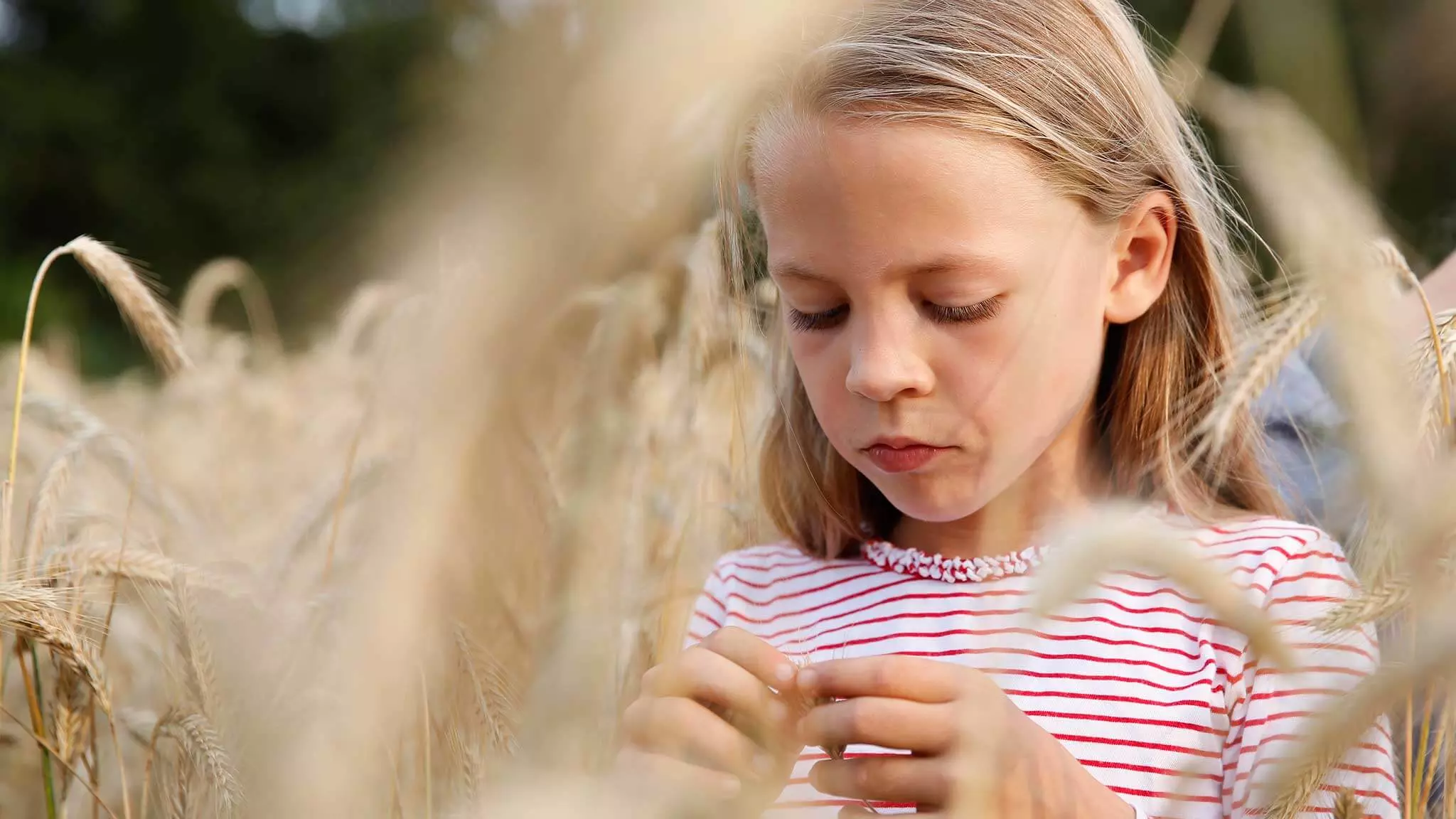 Como cultivar os cereais | Cereais NESTLÉ®