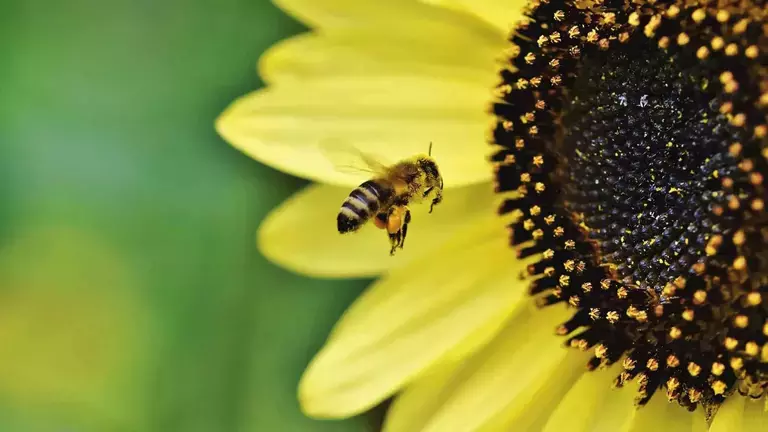 The Best 10 Bee-Friendly Flowers | Nestlé Cereals