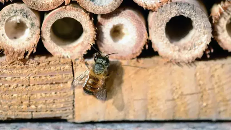 Top Easy Ways to Help the Bees | Nestlé Cereals